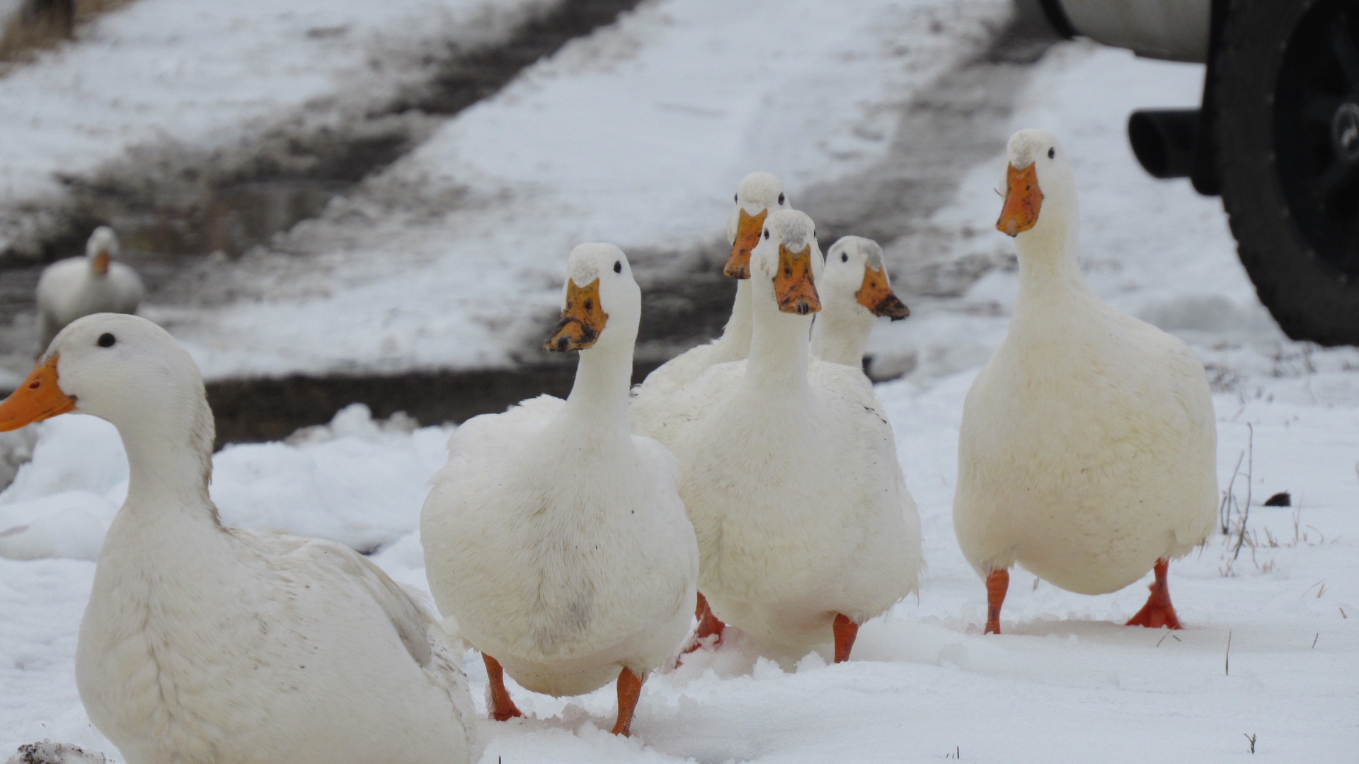 A Beginner’s Guide to Incubating Duck Eggs: From Setting Up the ...